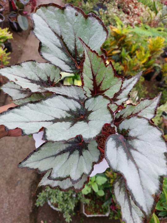 Begonia Rex Shadow King (Actual Photo) with FREE white plastic pot ...