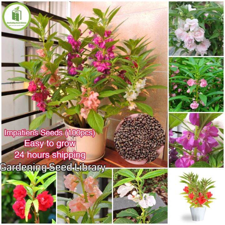 High Germination Assorted Flower Seeds Impatiens balsamina Seeds Henna ...