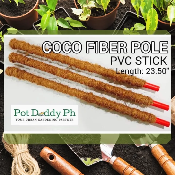 Coco Pole 2ft by Pot Daddy Ph | Lazada PH