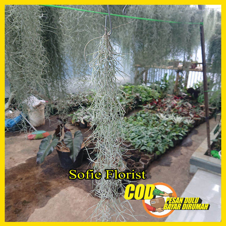 Tanaman Jenggot Musa | Lazada Indonesia