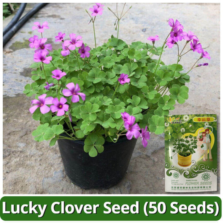 Rare Lucky Clover Seed (50 Seeds) Potted Four Leaf Clover Live Plants ...