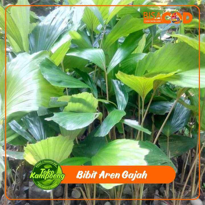 Bibit Aren Gajah / Pohon Nira | Lazada Indonesia