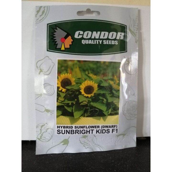 SUNBRIGHT KIDS F1 Dwarf Sunflower | Lazada PH