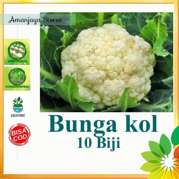 10 Biji Benih BUNGA KOL F1 Hibrida Snow White | Lazada Indonesia