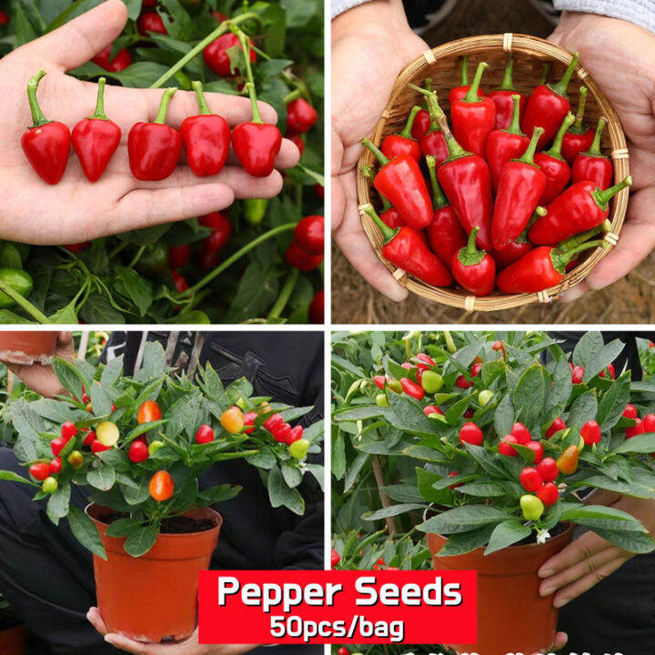 50pcs Rare Pepper Seeds for Planting Easy Grow Vegetables Seeds ...