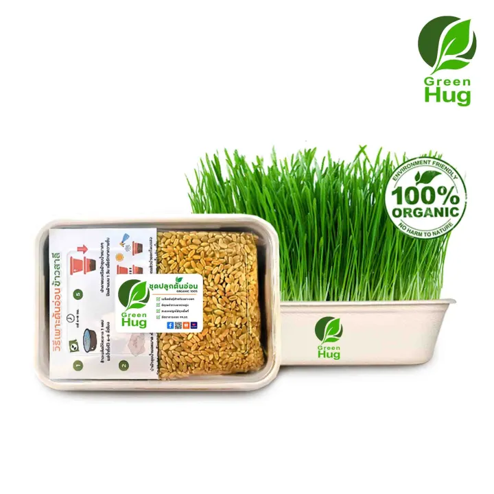 ชุดปลูกต้นอ่อนข้าวสาลี Organic 100% ( Wheat Sprout Kit - Organic ) GREENHUG เมล็ดต้นอ่อน ...