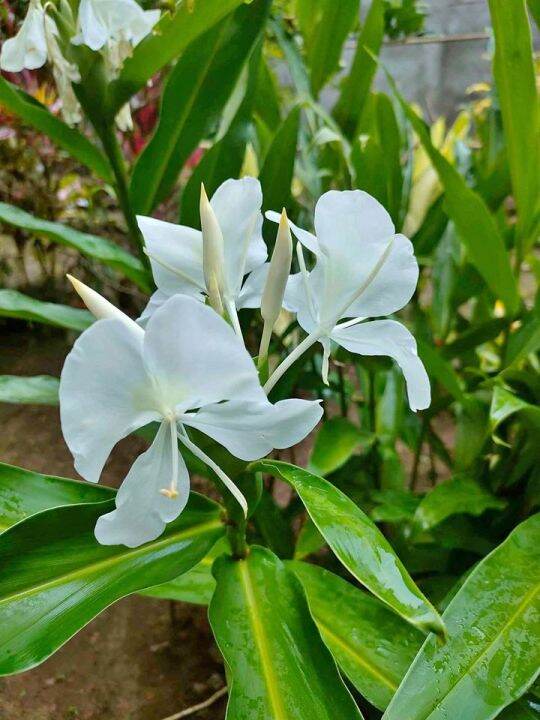 camia plant | Lazada PH