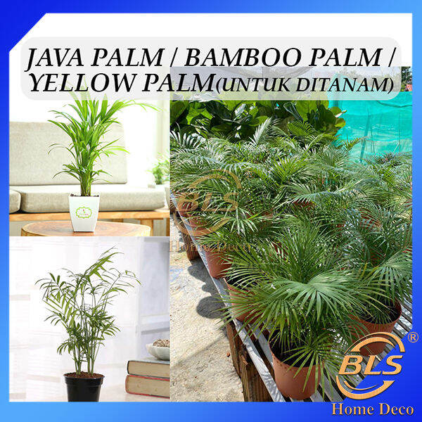 Pokok Java Palm / Bamboo Palm / Yellow Palm Untuk Ditanam Real Live Plant Indoor & Outdoor ...