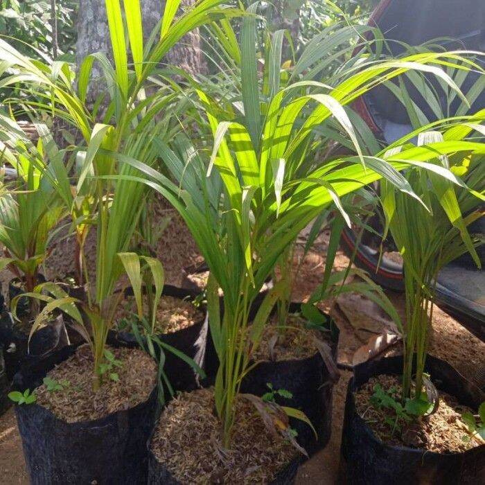 BIBIT TANAMAN PALEM MERAH ATAU PINANG MERAH | Lazada Indonesia