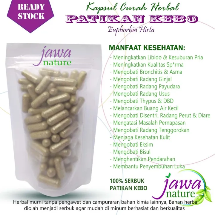Patikan kebo kapsul curah herbal patikan kebo obat herbal patikan kebo daun patikan kebo kapsul ...
