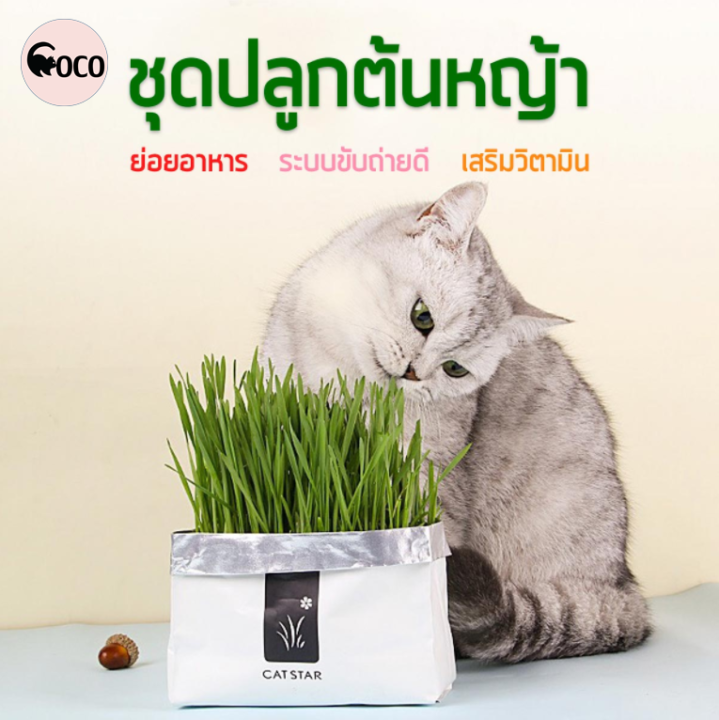coco.pet ชุดปลูกหญ้าสำหรับน้องแมว ขนาด 80 กรัม ปลูกหญ้าในถุง ปลูกง่าย ...