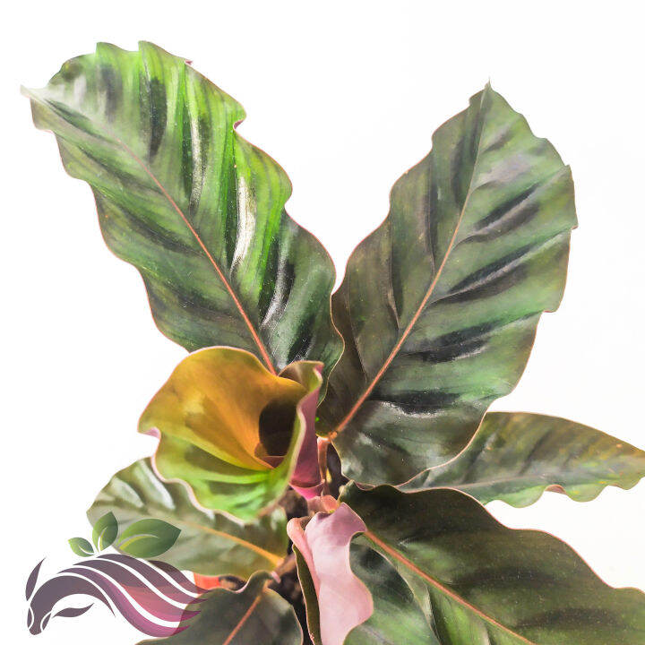 [Indoor Plant] Calathea Gandersii by LS Group | Lazada