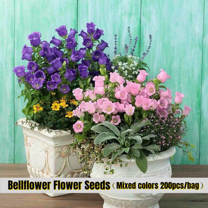 [Easy To Grow In Malaysia] 200pcs Biji Bunga Bunga Campanula Patula ...