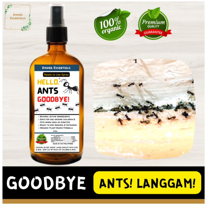 AMORA ANT SPRAY (500mL) ant spray killer, ant killer solution spray ...
