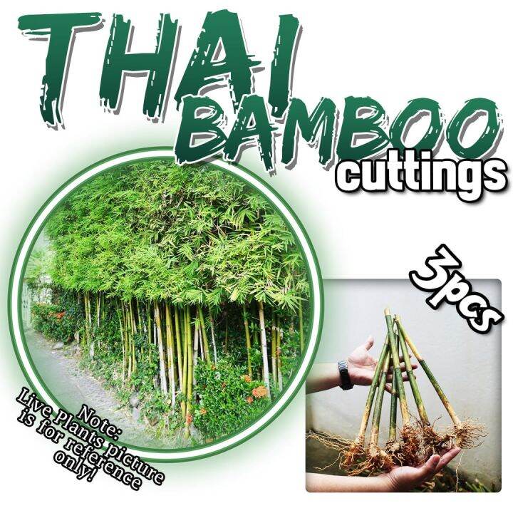 Thai bamboo Cuttings highly sustainable resource as it grows rapidly ...
