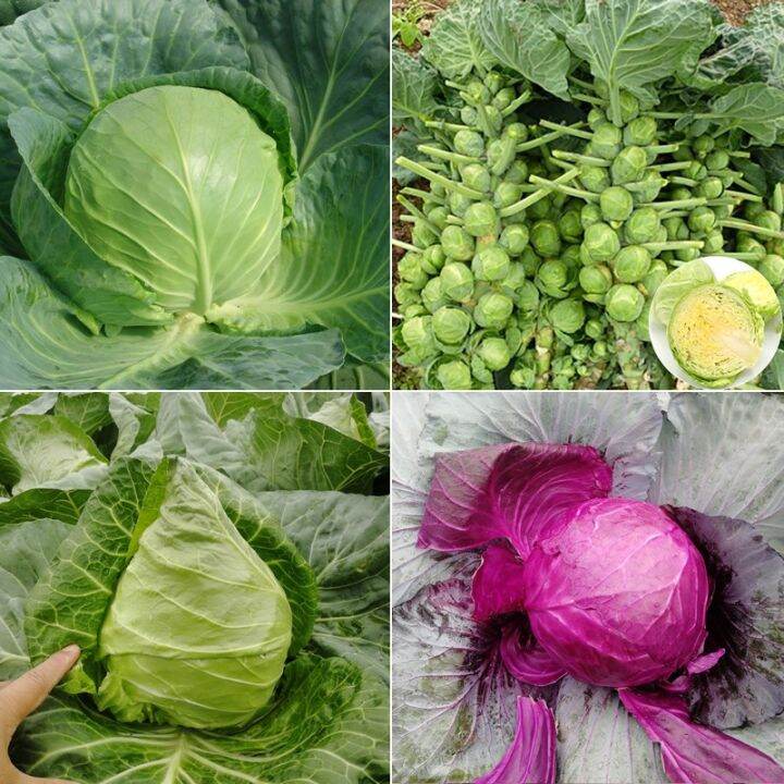 [High Yielding Seeds] 200pcs Brassica Oleracea Seed Mixed Vegetables ...
