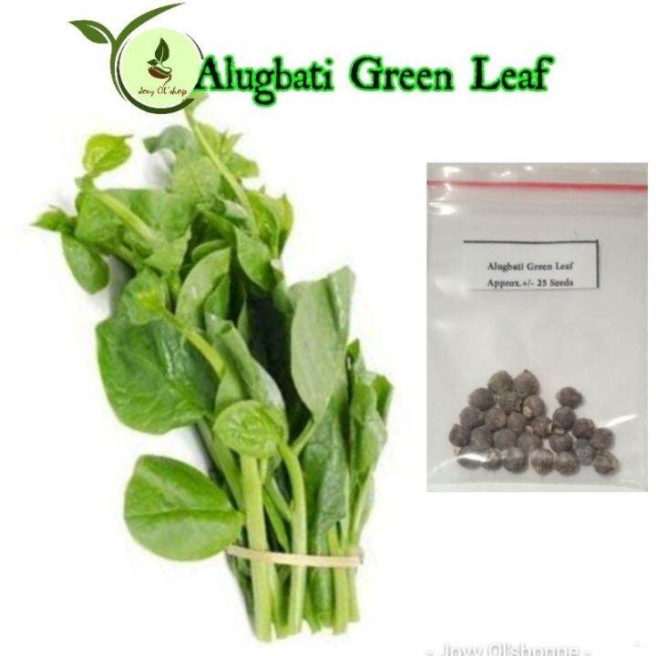 Alugbati Green Leaf Malabar Spinach 25 Seeds | Lazada PH