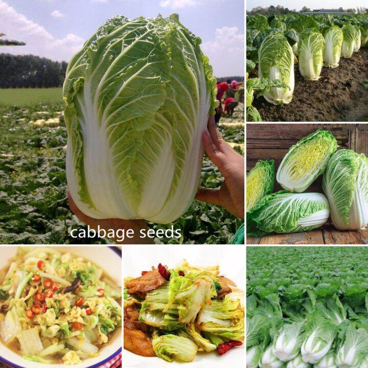 Cabbage Seeds for Planting Vegetable (100PCS) Fresh Vegetable Seeds for ...