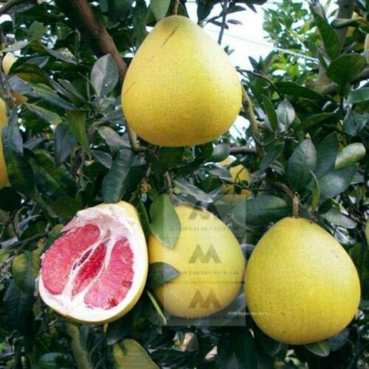 GRAFTED Dwarf Pomelo/Suha Davao pink Variety | Lazada PH