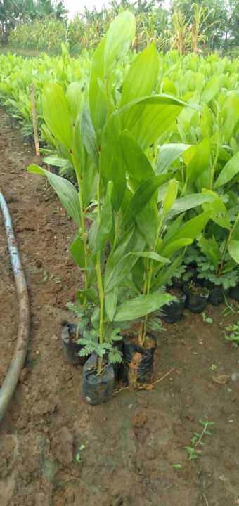 Bibit Tanaman Kayu Akasia Mangium - Tanaman Pionir,Peneduh&Penahan Api ...