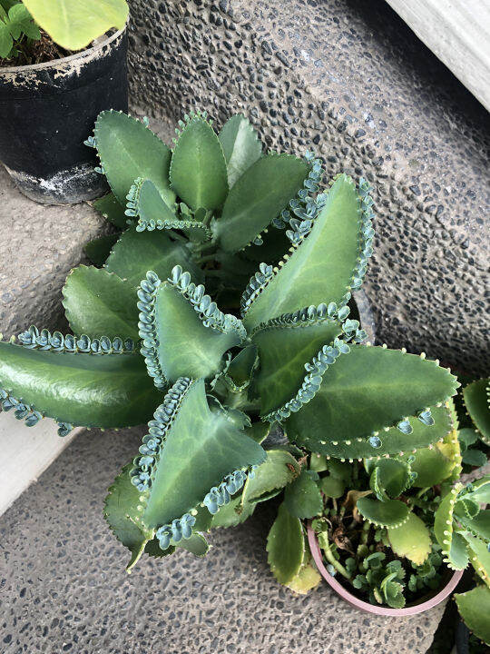 Katakataka Kalanchoe pinnata live plant | Lazada PH