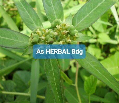 Daun kate mas patik mas atau suduk mendul segar 600 gram | Lazada Indonesia