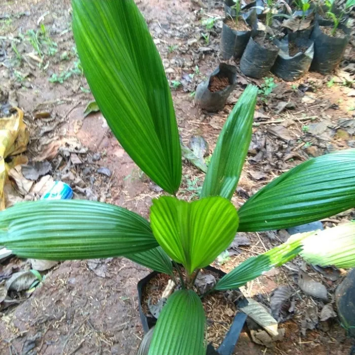 Tanaman Hias Indoor/Pohon Palm Kol/Palm Kipas Licuala Grandis Tanaman ...