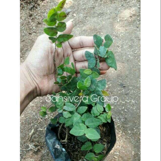 Tanaman Rambat Dolar Daun Kecil / Ficus Pumila / Climbing fig | Lazada ...