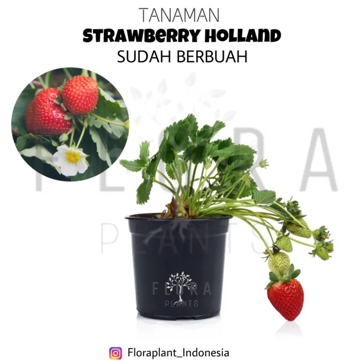 TANAMAN STRAWBERRY HOLLAND SUPER SUDAH BERBUAH / POHON STRAWBERRY ...