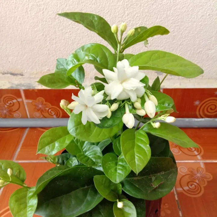 Pokok Bunga Melur Kampung Bunga Harum dan Wangi Melur Susun Sentiasa ...