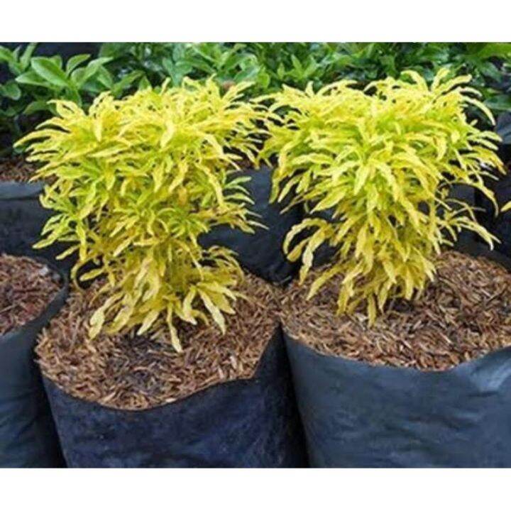 BUNGA BROKOLI KUNING | Lazada Indonesia