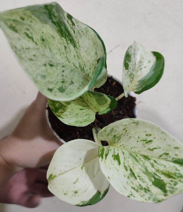 Manjula Pothos SMALL (LUZON area only) | Lazada PH