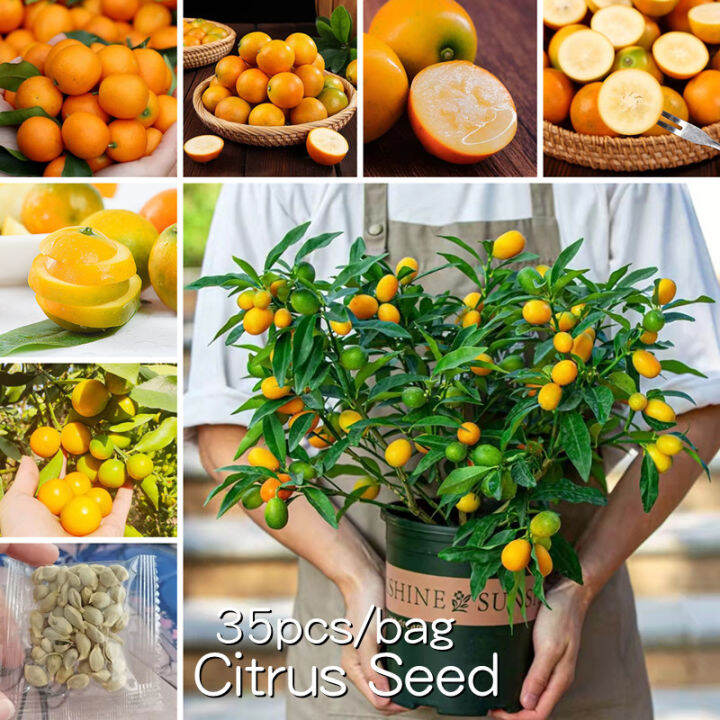 100% Original Orange Citrus Seeds Fruit Seeds for Planting Bonsai Citrus Tree Seeds (35 Seeds ...