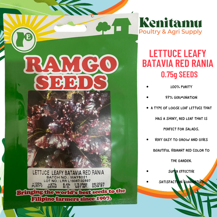 LETTUCE LEAFY BATAVIA RED RANIA 0.75g SEEDS BY: RAMGO | Lazada PH