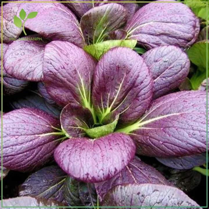 PECHAY - RED CHOI VEGETABLE SEEDS SULIT SEED PACK (It's a seed, not a ...