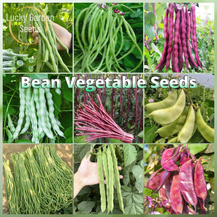 High Yield Legumes Seeds - Beans Seeds for Planting Vegetables Seeds ...
