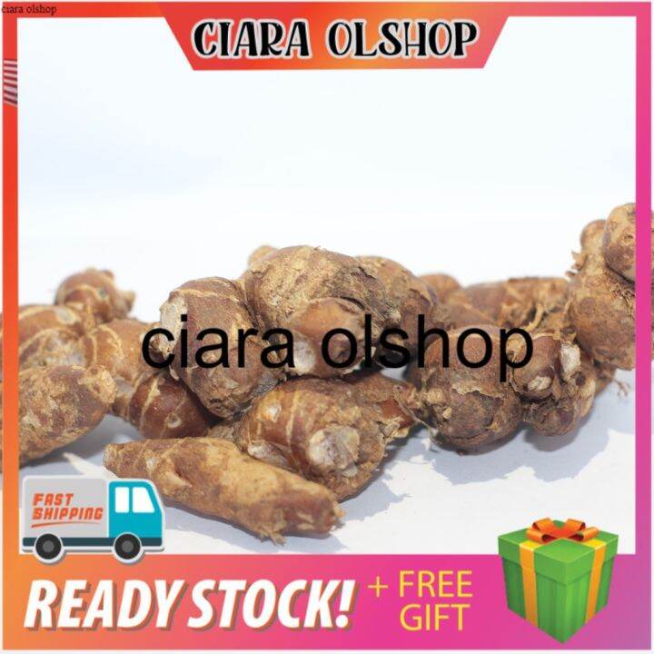 KENCUR SEGAR ALAMI bumbu masak | Lazada Indonesia