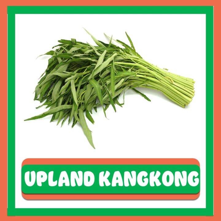 KANGKONG /UPLAND KANGKONG SEEDS/VEGETABLE SEEDS | Lazada PH