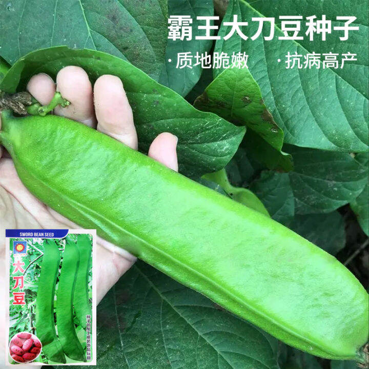 Knife bean seed king, big knife bean seed, soybean horn seed, four ...