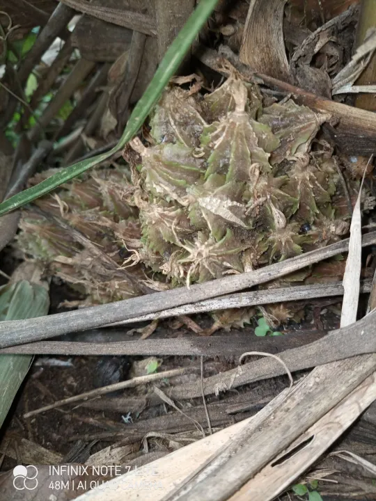 buah renggak wersah hangasa segar 500g | Lazada Indonesia