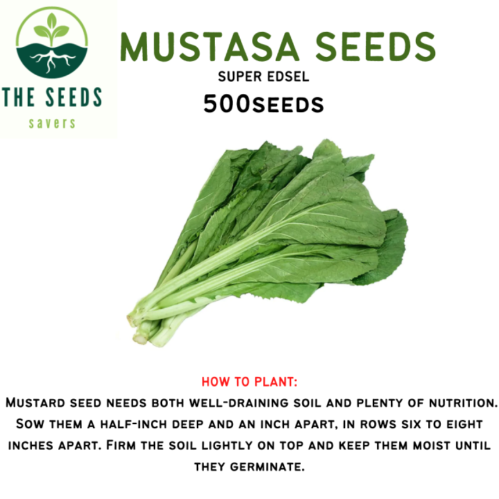 MUSTASA SEEDS / SUPER EDEL VARIETY - 500pcs | Lazada PH