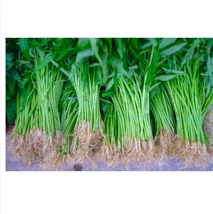 Chinese Kangkong 3grams 50-70 pcs Seeds Taniya / Upland Kang kong ...
