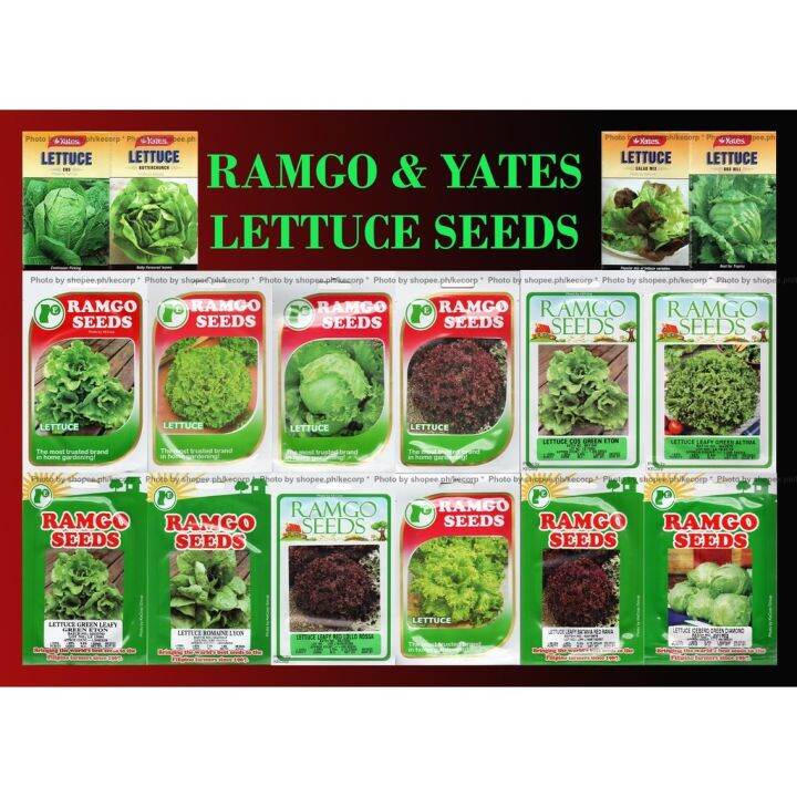 Ramgo Yates Lettuce Seeds - Sold per Pack per Variety | Lazada PH