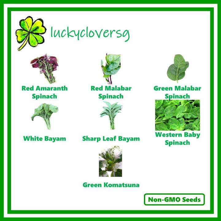 Spinach Seeds - Red Amaranth Spinach / Malabar Spinach Red / Green ...