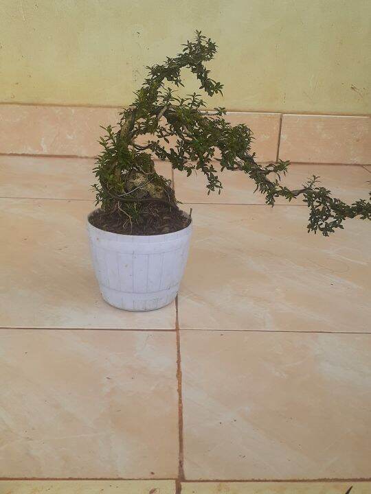 bonsai seribu bintang one the rock - tanaman hias bonsa seribu bintang | Lazada Indonesia