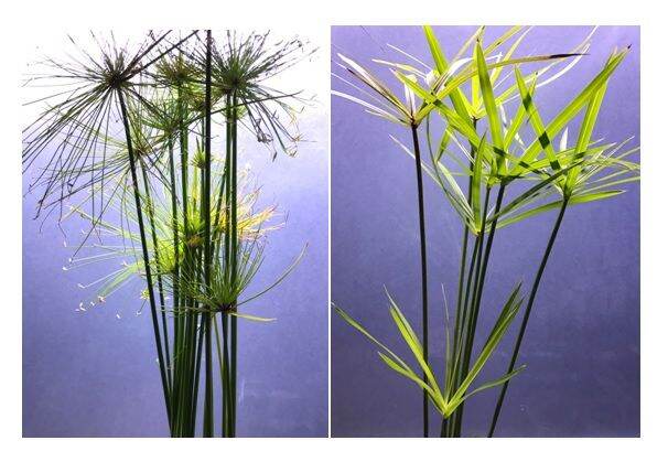 Cyperus Haspan cyperus papyrus/ Cyperus Alternifolius Umbrella Papyrus ...
