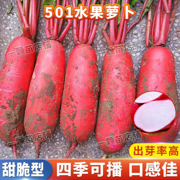 Radish seeds are tender and crunchy, red skin and white heart fruits ...