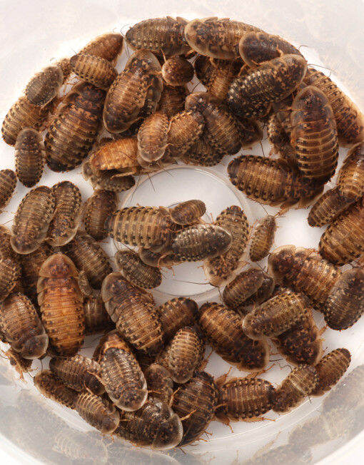 Dubia Juvies Blaptica Dubia | Lazada PH