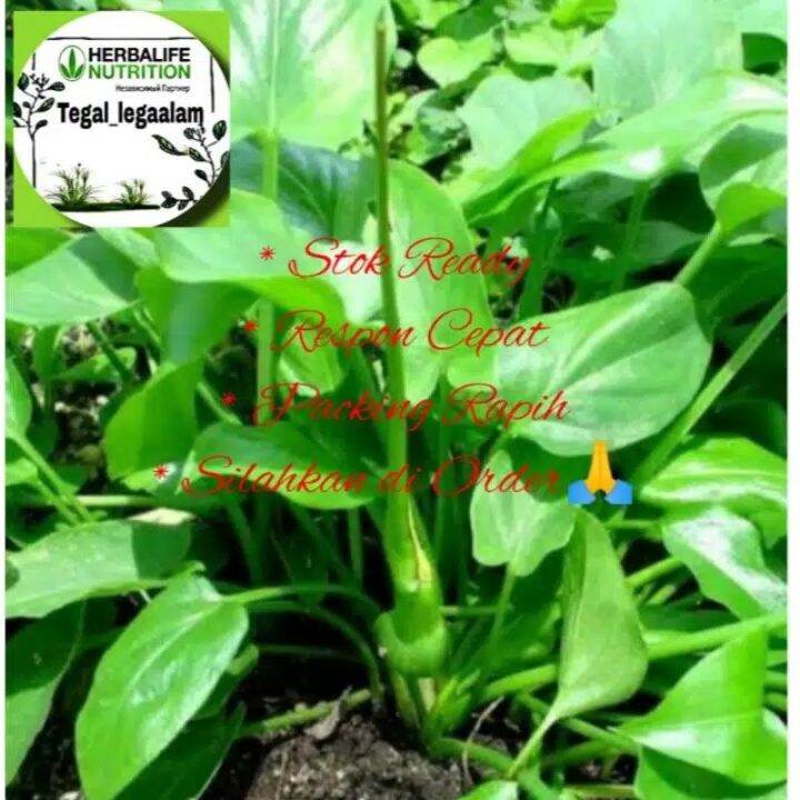 Daun Keladi Tikus 500gr | Lazada Indonesia