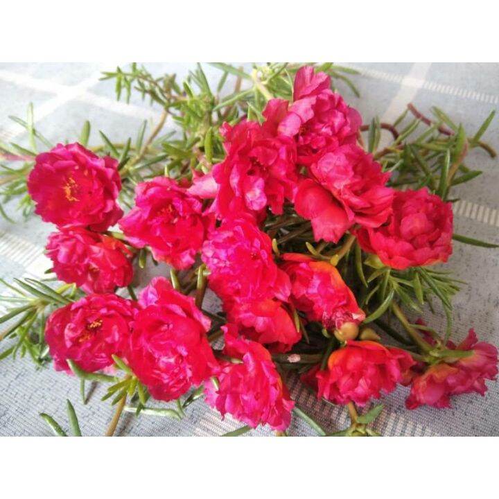 Bunga Ros Jepun merah 60 Cuttings | Lazada
